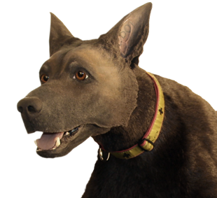 TraumaFX Announces the Most Advanced K9 Emergency Medical Training Sim ...